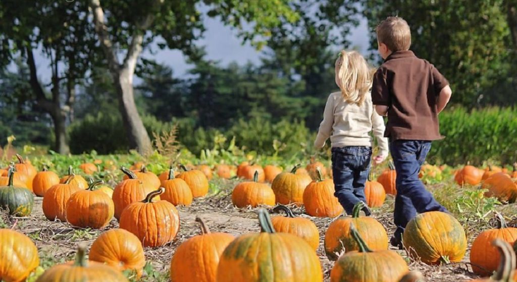 4 fermes où cueillir des citrouilles autour de New York - French Morning US