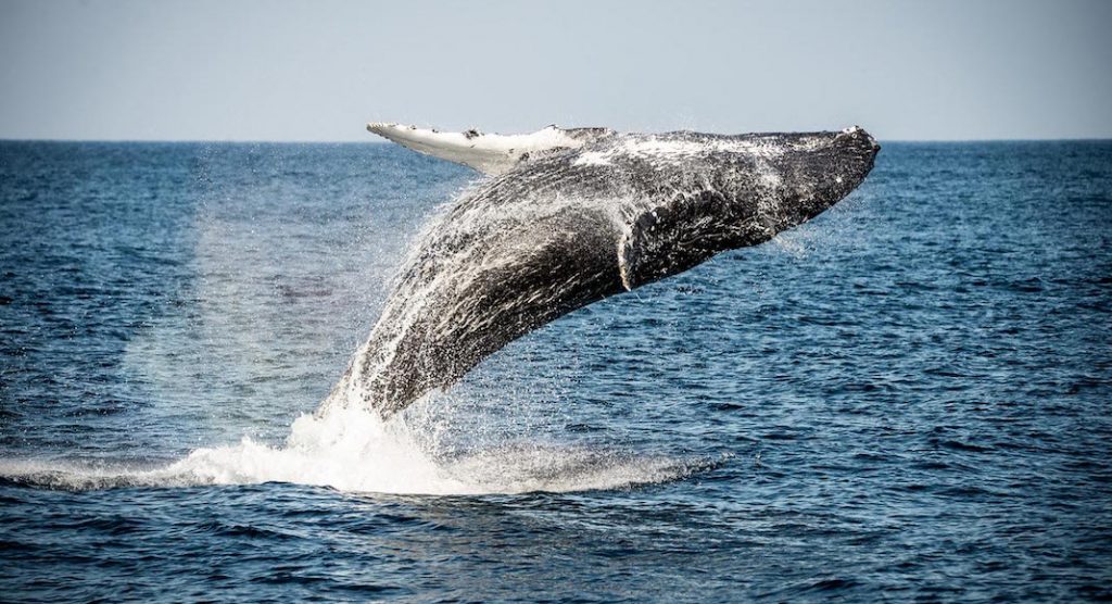 Où voir les baleines près de Los Angeles ? - French Morning US