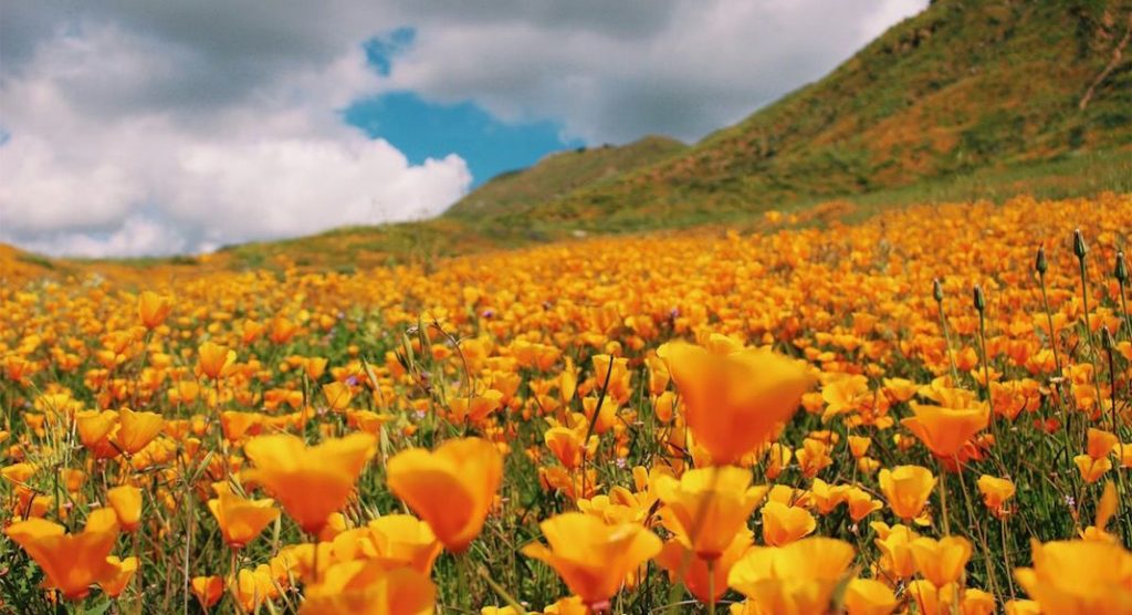 Où voir la floraison en 2019 autour de Los Angeles ? - French Morning US