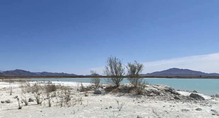 Ash Meadows, un paradis au beau milieu du désert - French Morning US