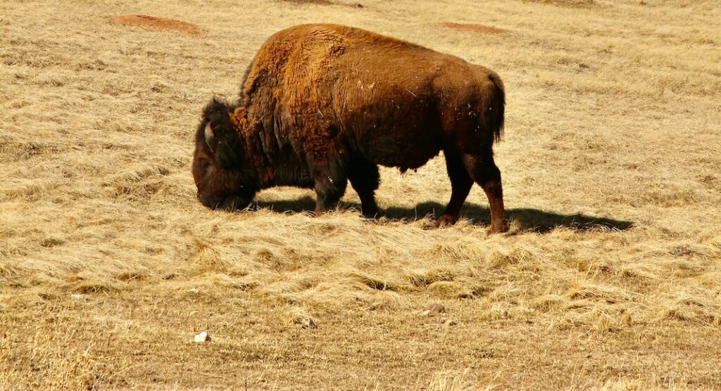 6 endroits où admirer les bisons aux États-Unis - French Morning US
