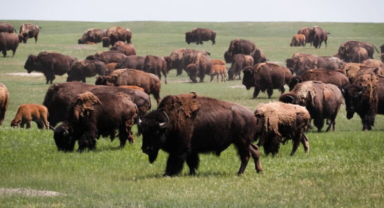 6 endroits où admirer les bisons aux États-Unis - French Morning US