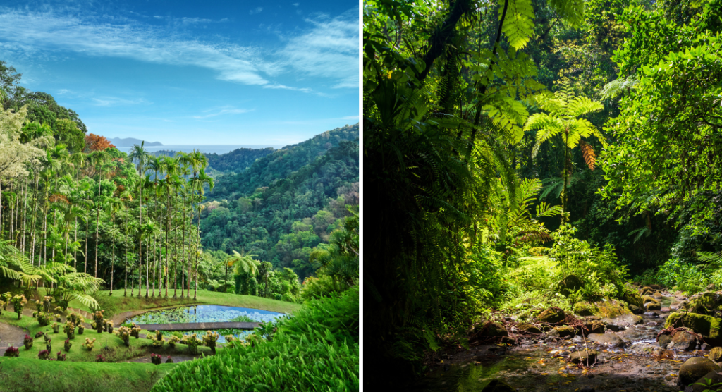 La Martinique en été : un authentique paradis francophone pour les ...