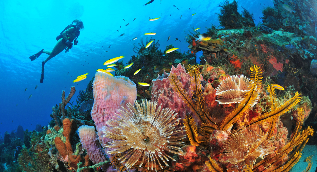 La Martinique en été : un authentique paradis francophone pour les ...
