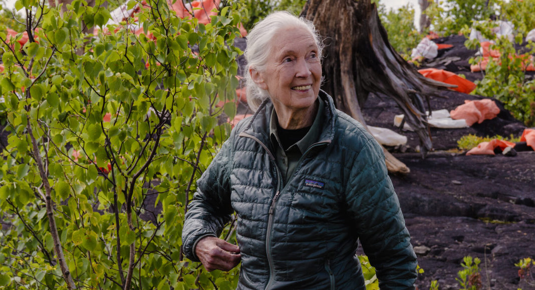 «Reasons for Hope», le dernier film sur Jane Goodall projeté au Perot ...