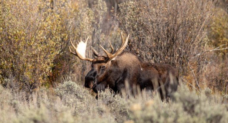 Parc national de Grand Teton: Des sommets majestueux et une histoire ...