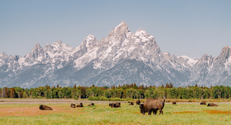 Parc national de Grand Teton: Des sommets majestueux et une histoire ...
