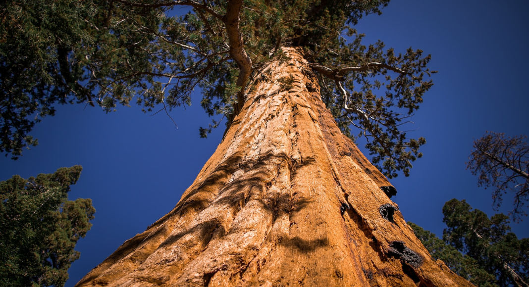 Parc national de Sequoia et Kings Canyon, terres des géants rouges ...