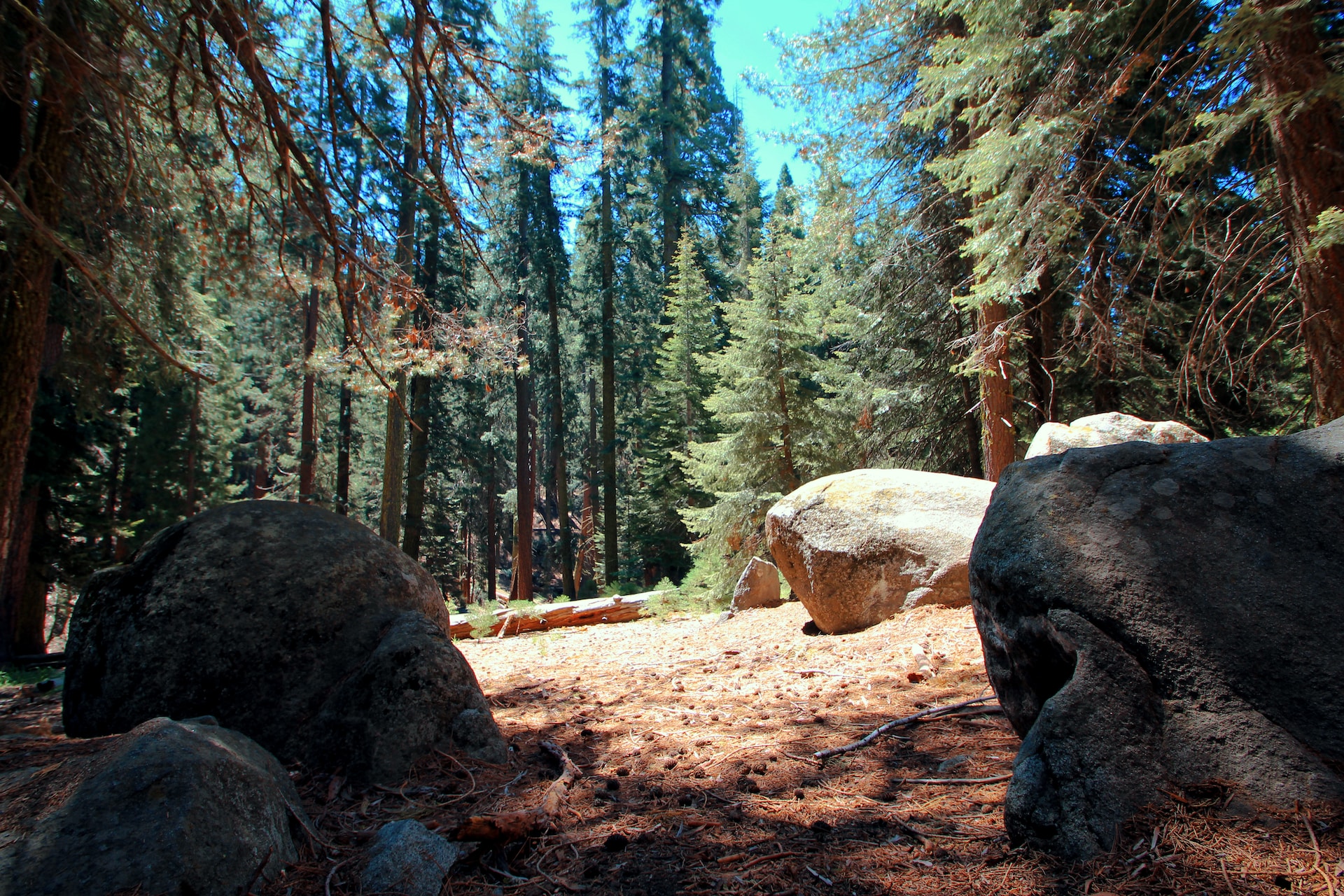 Parc national de Sequoia et Kings Canyon, terres des géants rouges ...