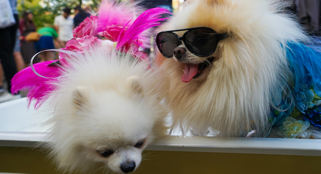 Brèves new-yorkaises: Shnappy, coyotes et l'ami des animaux - French ...