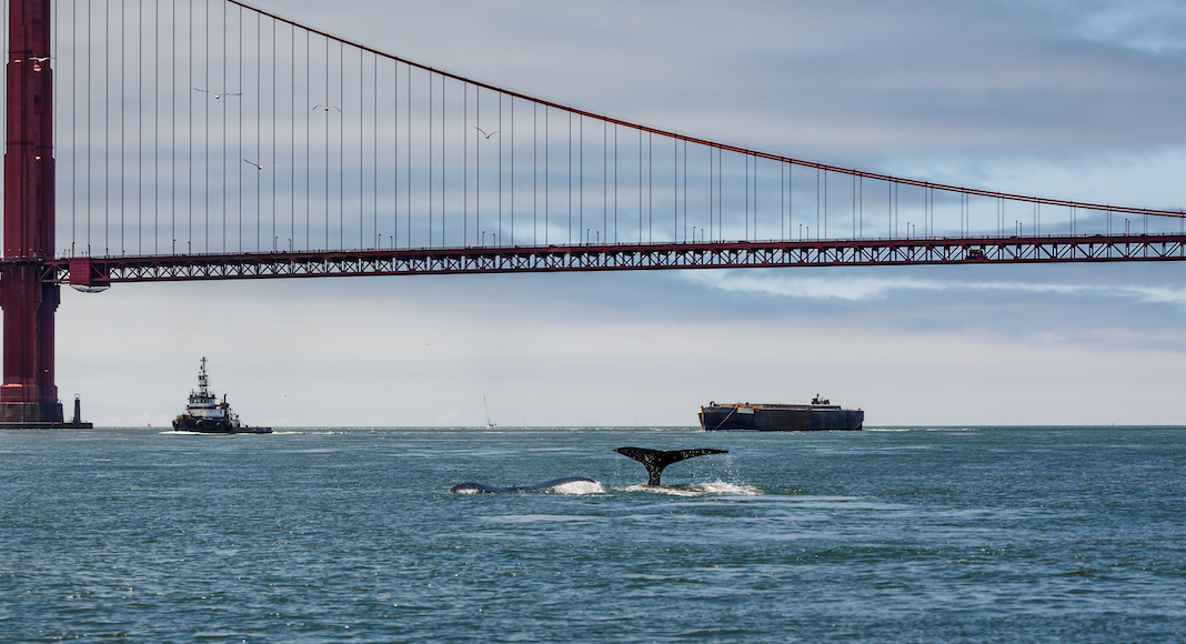Où voir les baleines passer au large de San Francisco? - French Morning US