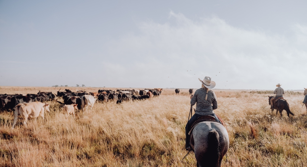 Séjour dans un ranch américain : Dénicher la pépite pour une expérience ...